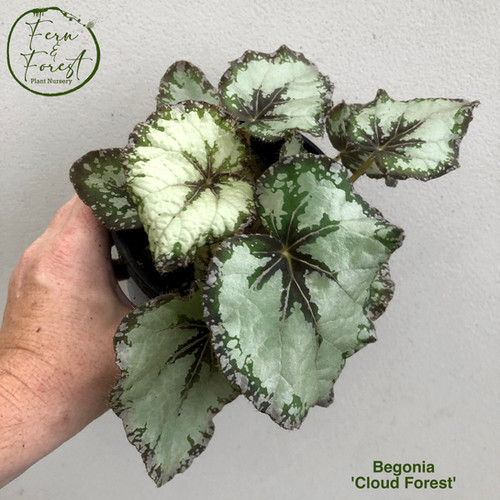Begonia hybrid 'Cloud Forest' | Fernandforest
