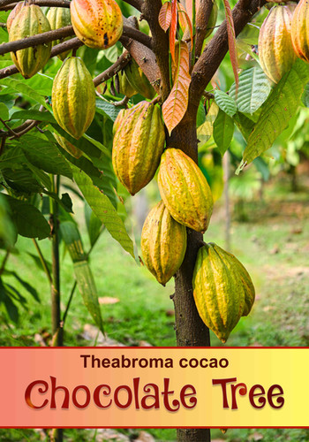 Theabroma cocao - Chocalate tree. 2 litre. | Fernandforest