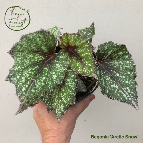 Begonia hybrid 'Arctic Snow' | Fernandforest