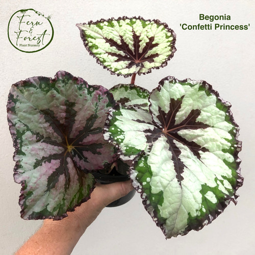 Begonia hybrid 'Confetti Princess' | Fernandforest