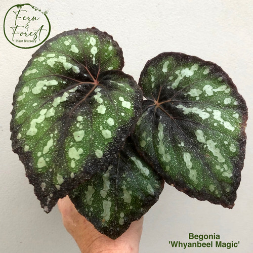 Begonia hybrid 'Whyanbeel Magic' | Fernandforest