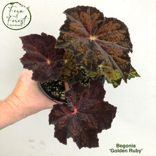 Begonia hybrid 'Golden Ruby' | Fernandforest