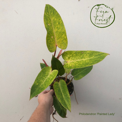 Philodendron 'Painted Lady' tip | Fernandforest
