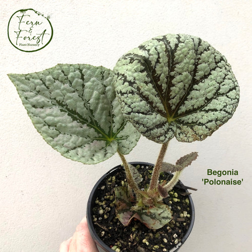 Begonia hybrid 'Plolonaise' | Fernandforest