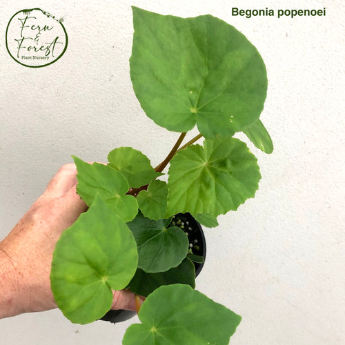 Begonia species popenoei | Fernandforest