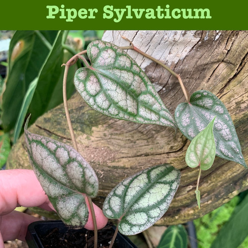 Piper Sylvaticum | Fernandforest