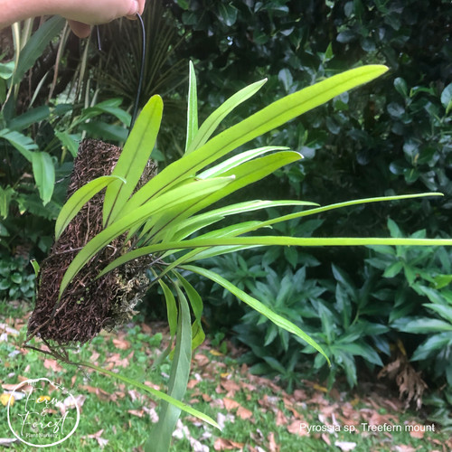 Pyrrosia sp. - Tree fern Mont | Fernandforest