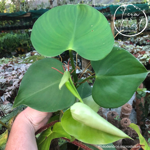 Philodendron microstictum tip | Fernandforest