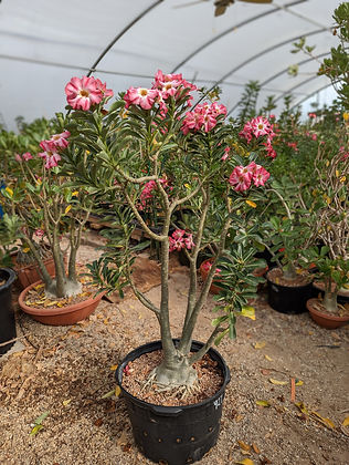 Plant Sales | Dimmitt Adeniums