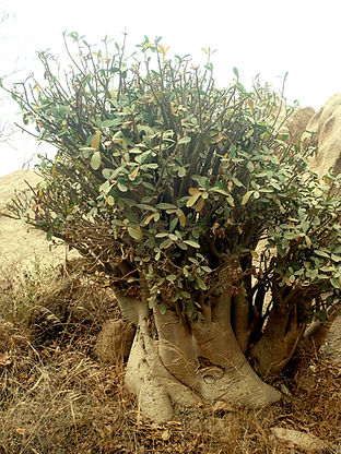 "arabicum" | Dimmitt Adeniums