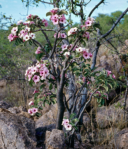 boehmianum | Dimmitt Adeniums