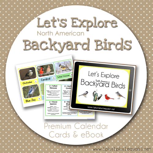 Let's Explore North American Backyard Birds | 1+1+1=1 SHOP