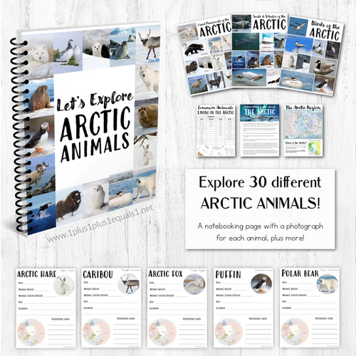 Let's Explore Arctic Animals | 1+1+1=1 SHOP