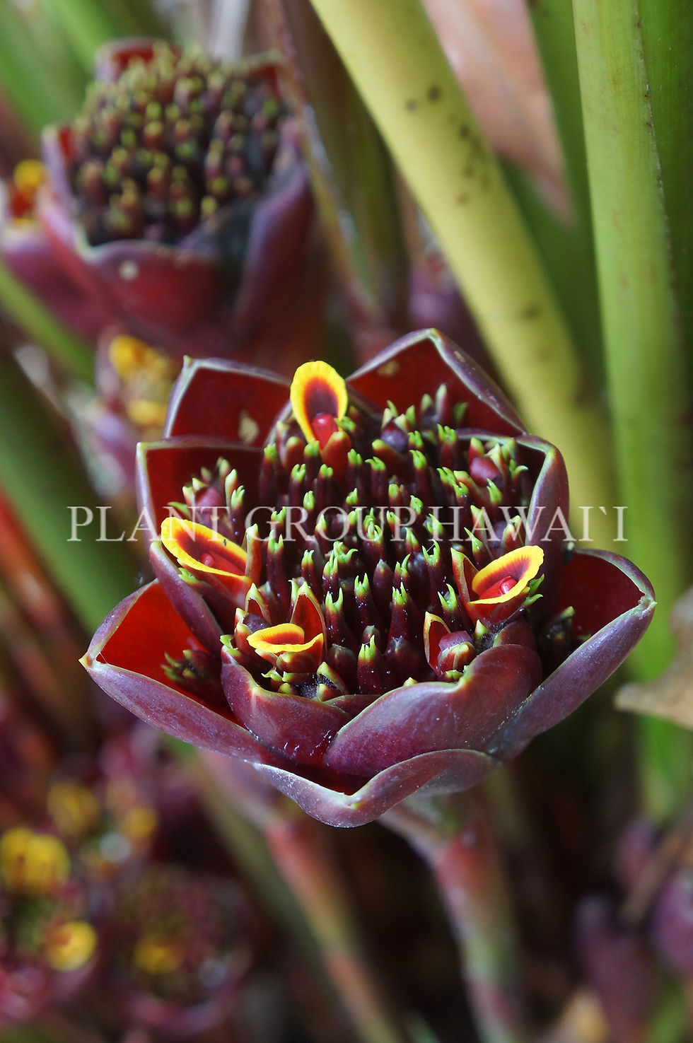 Etlingera hemispherica ‘Black Tulip’ | plantgrouphawaii01