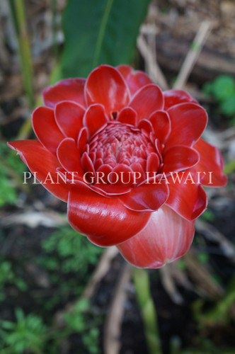 Etlingera hemispherica ‘Tulip Torch’ | plantgrouphawaii01