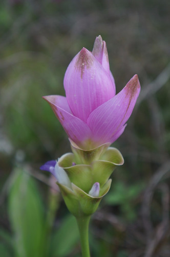 Curcuma alismatifolia 'Chiang Mai Pink' | plantgrouphawaii01
