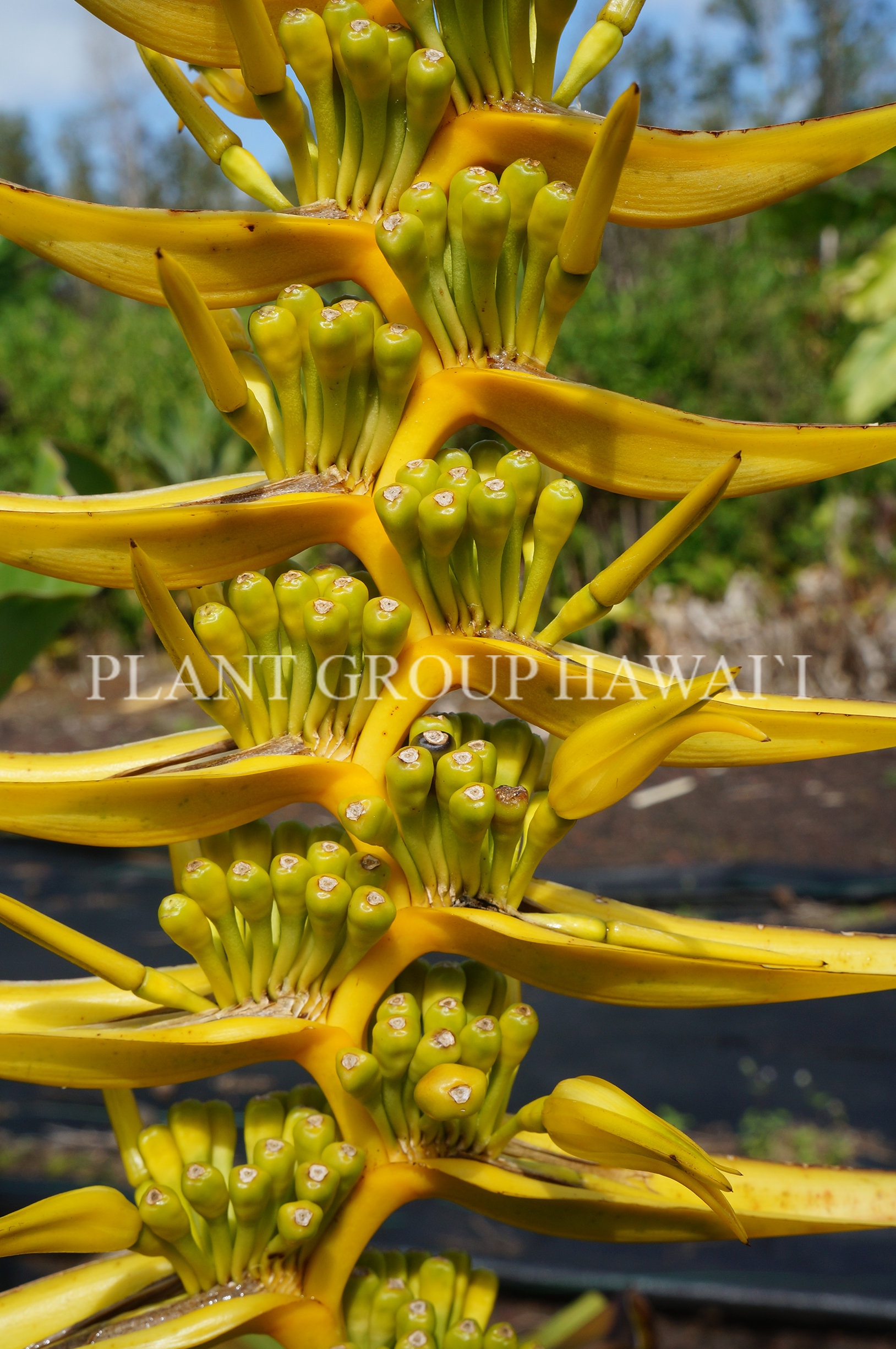 Heliconia lingulata 'Yellow Fan' | plantgrouphawaii01