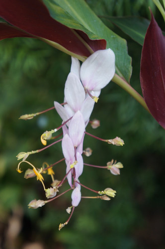 Globba winitii 'Blushing Maiden' | plantgrouphawaii01