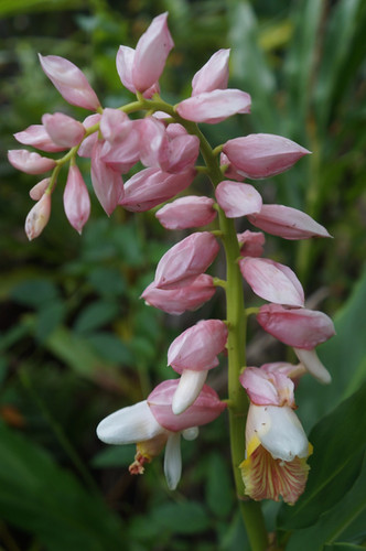 Alpinia hainanensis 'Pink Perfection' | plantgrouphawaii01