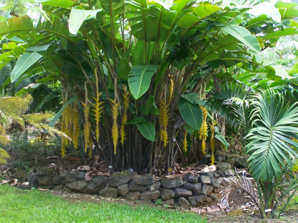 Heliconia & Ginger | Plant Group Hawaii, Inc
