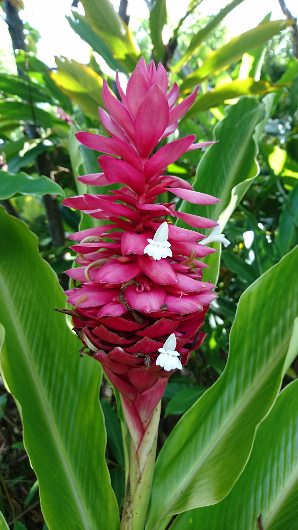 Alpinia | Plant Group Hawai'i, Inc.