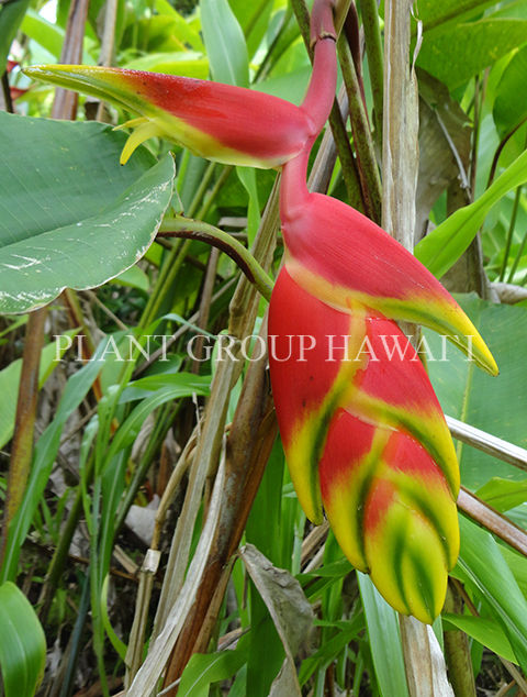 Heliconia & Ginger | Plant Group Hawaii, Inc