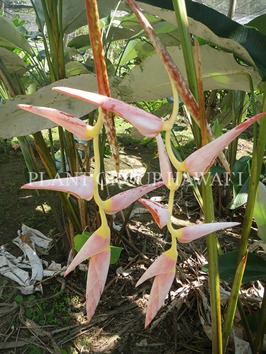 Calathea | Plant Group Hawai'i, Inc.