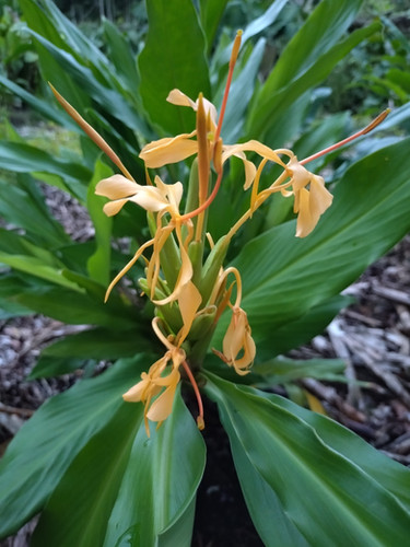 Hedychium hyb. 'Molten Gold' | plantgrouphawaii01