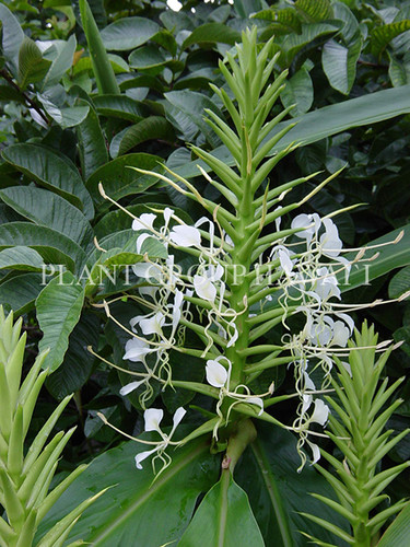 Hedychium stenopetalum 'Giant White Thai' | plantgrouphawaii01
