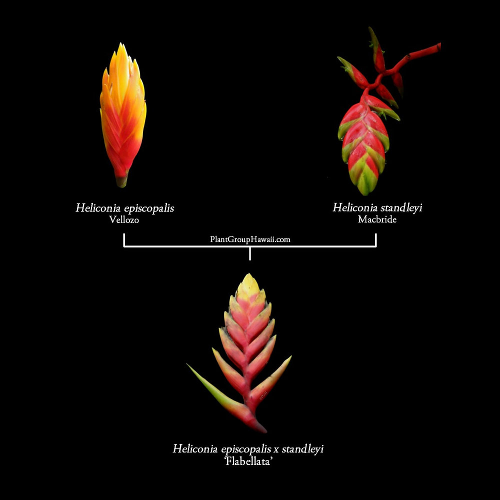 7 Heliconia Hybrids: Parentage Guide
