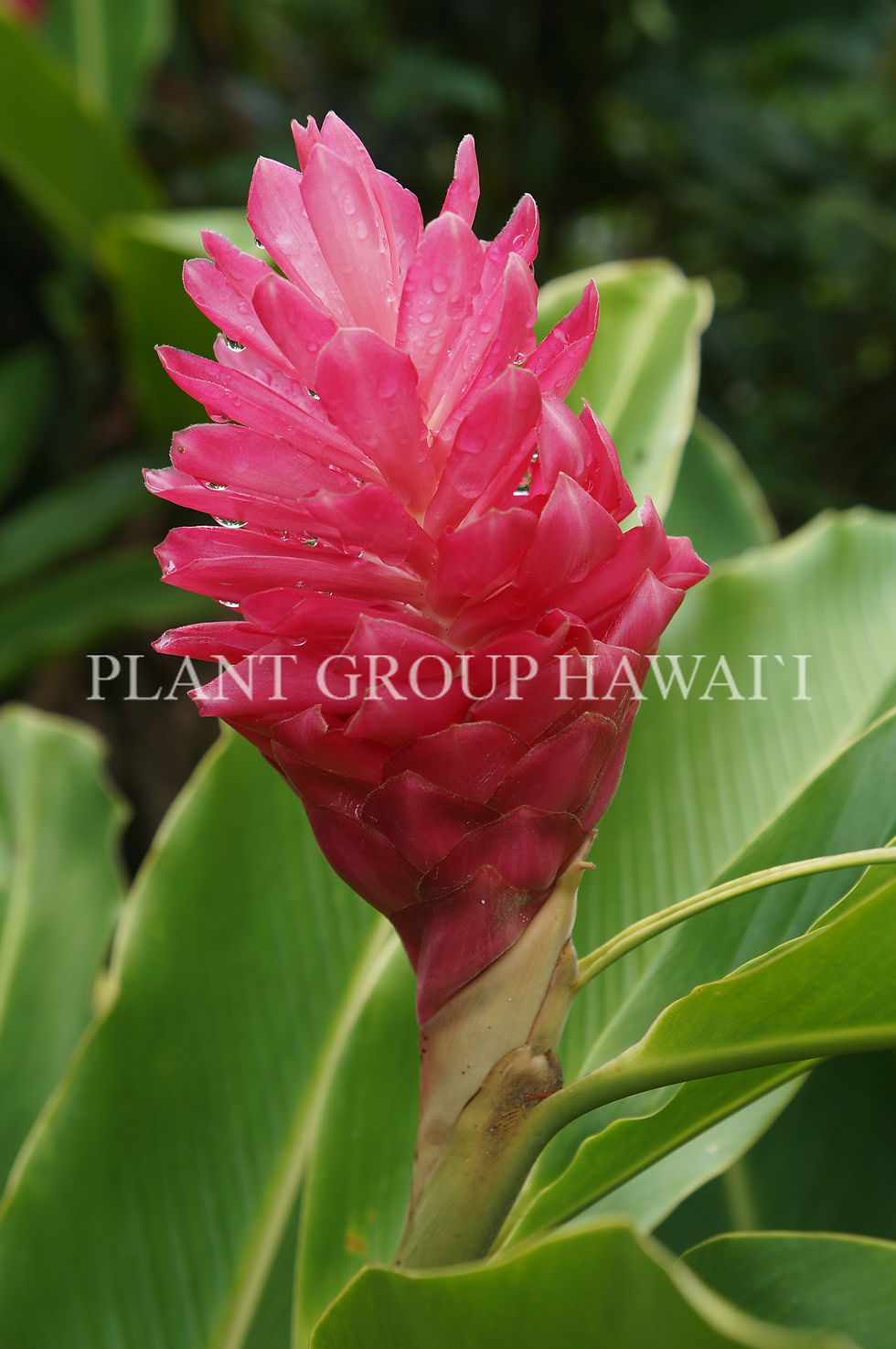 Alpinia | Plant Group Hawai'i, Inc.