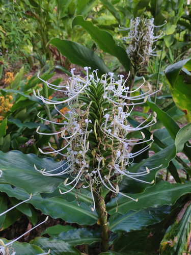 Hedychium thyrsiforme 'Pincushion' | plantgrouphawaii01