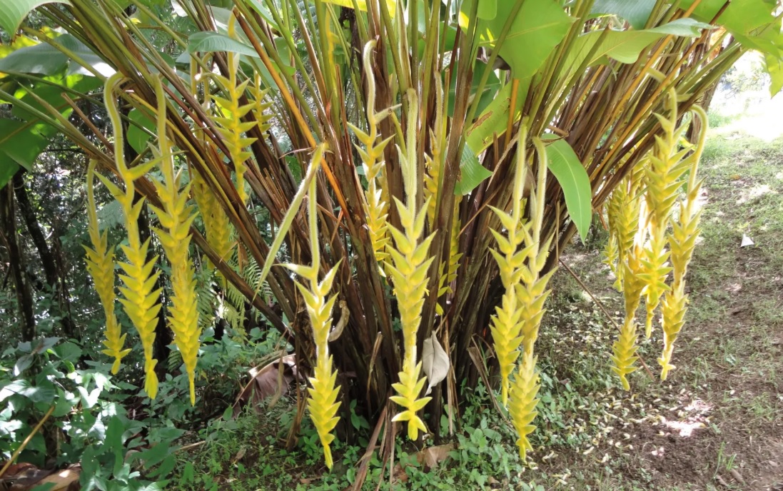 Heliconia & Ginger | Plant Group Hawaii, Inc