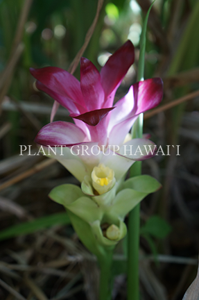 Curcuma sp. ‘Giant Vietnam’ | plantgrouphawaii01