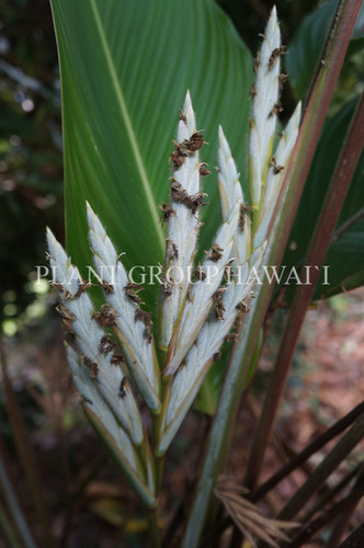 Ichniosiphon sp. ‘Giant Fuzzy Wheat’ | plantgrouphawaii01