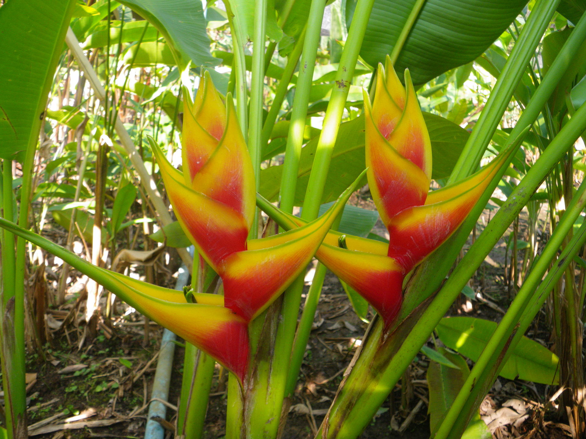Heliconia & Ginger | Plant Group Hawaii, Inc