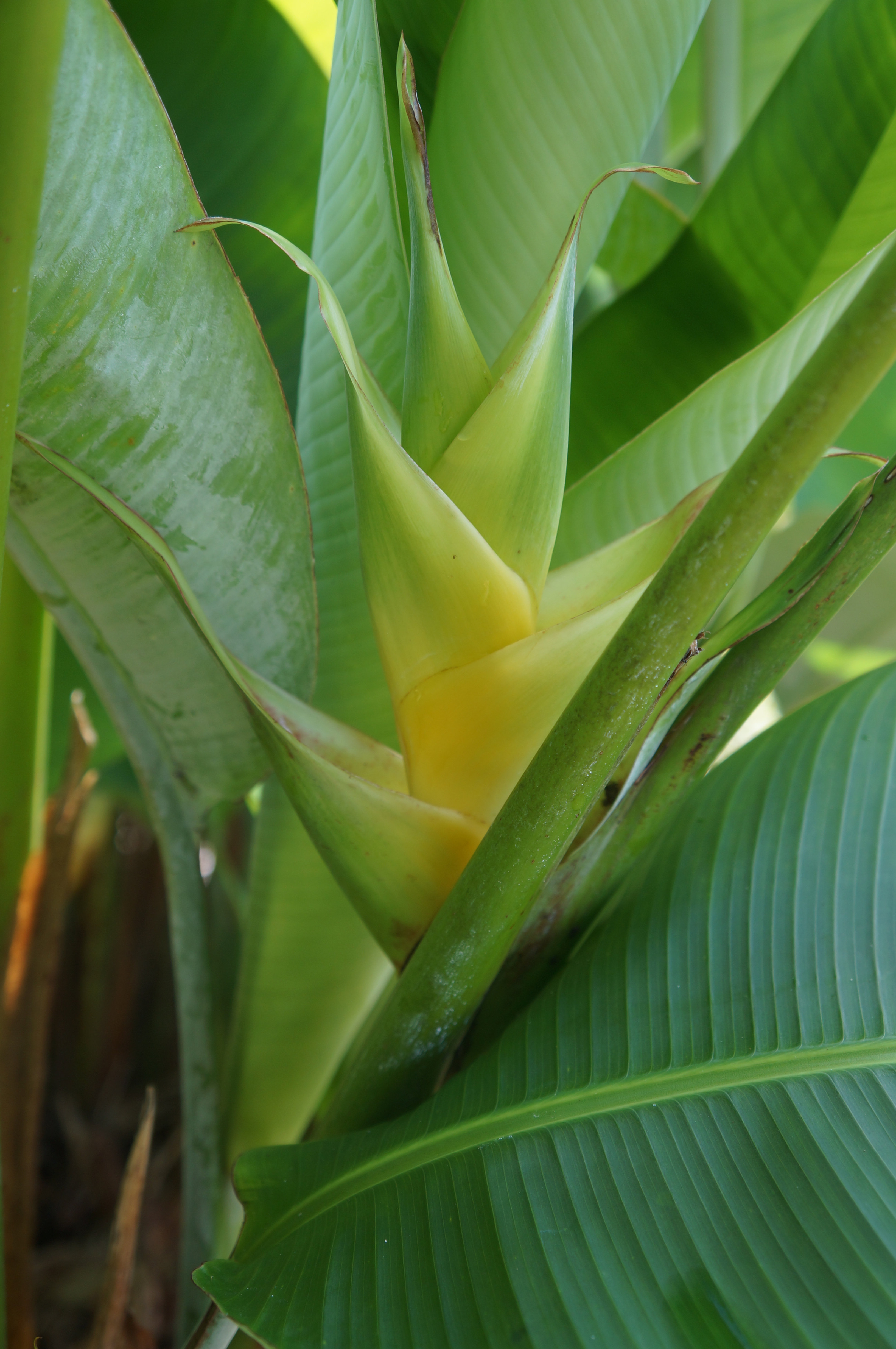 Heliconia caribaea 'Island Lime' | plantgrouphawaii01