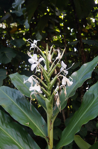 Hedychium | Plant Group Hawai'i, Inc.