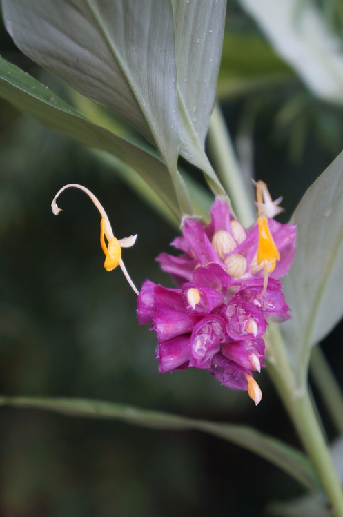 Globba globulifera 'Purple Globe'