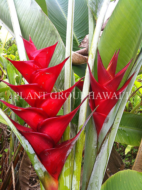 heliconia