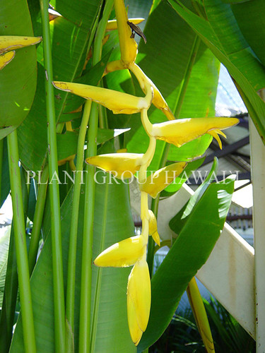 Heliconia marginata 'Lutea' | plantgrouphawaii01