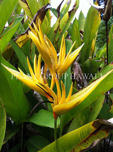 Heliconia psittacorum hyb. 'New Yellow Parrot' | plantgrouphawaii01