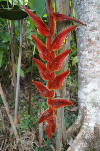 Heliconia vellerigera 'Red Howler' | plantgrouphawaii01
