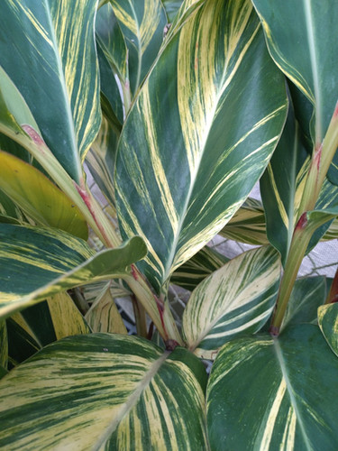 Alpinia zerumbet ‘Variegated Shell Ginger' | plantgrouphawaii01