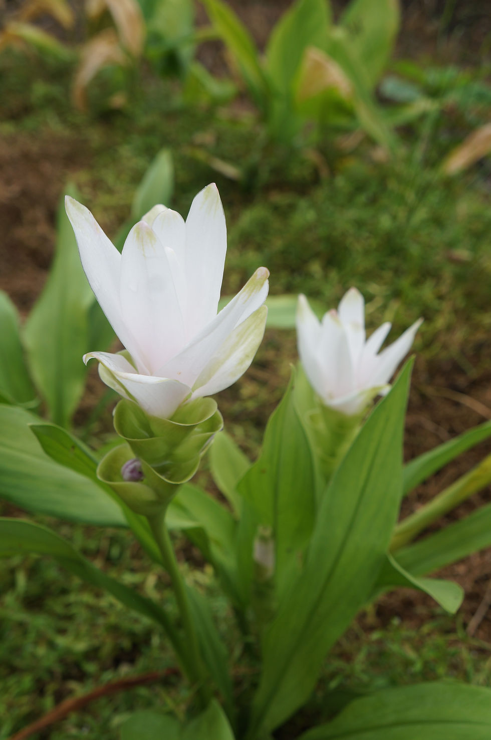 Curcuma alismatifolia 'Snow White' | plantgrouphawaii01