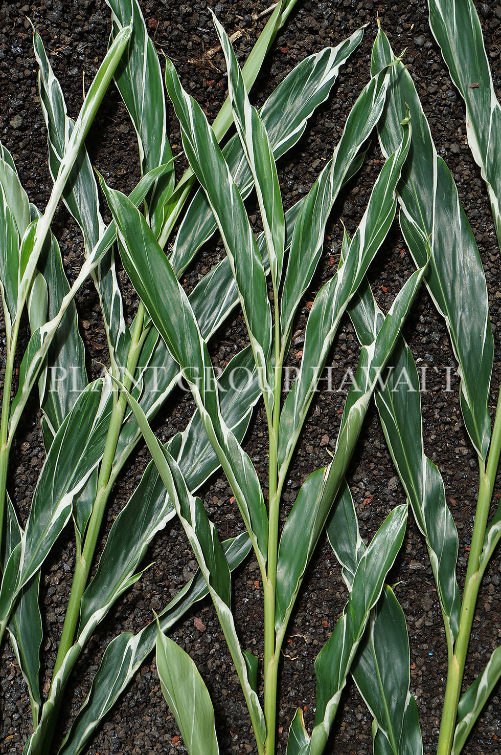 Alpinia | Plant Group Hawai'i, Inc.