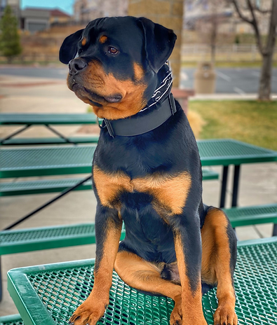 Our Dog Training Services | EVO K9 Group