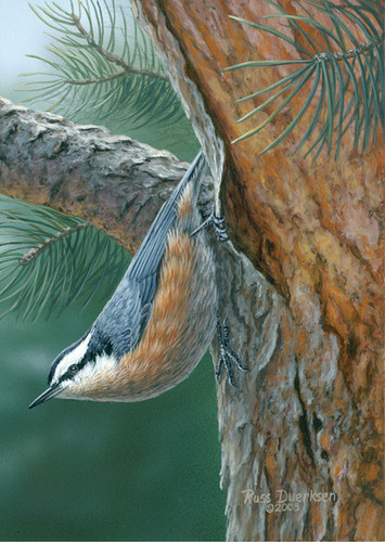 "Red-breasted Nuthatch" | Russ Duerksen Art
