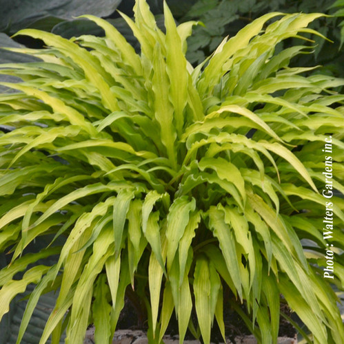 Hosta 'Curly Fries' | Jardin Trouvailles