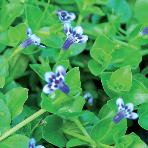 Bacopa Blue | Jardin Trouvailles